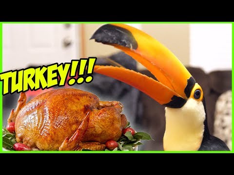 Toucan tries Turkey for the first time!