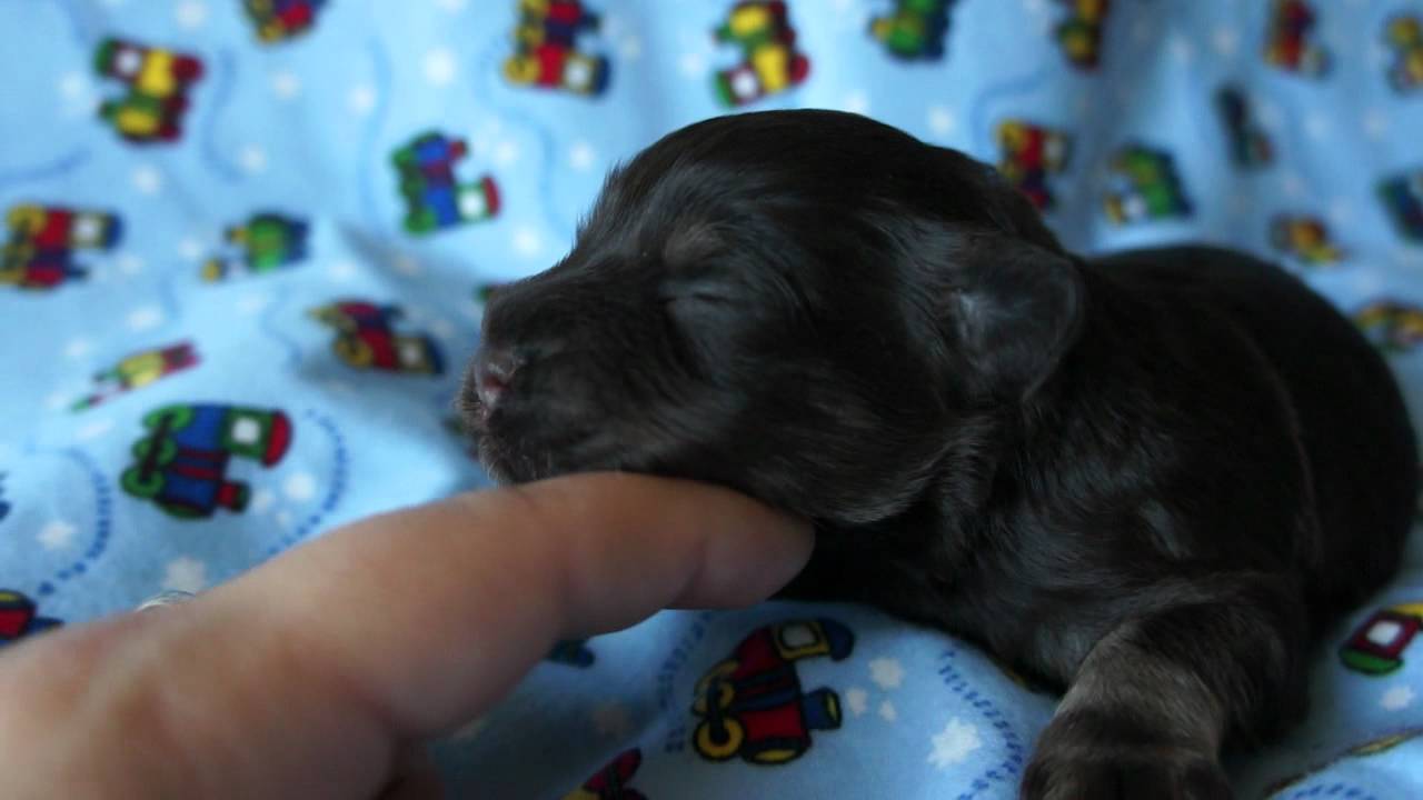 Liver/Tan Mini Schnauzer Boy July 28th, 2011 - YouTube