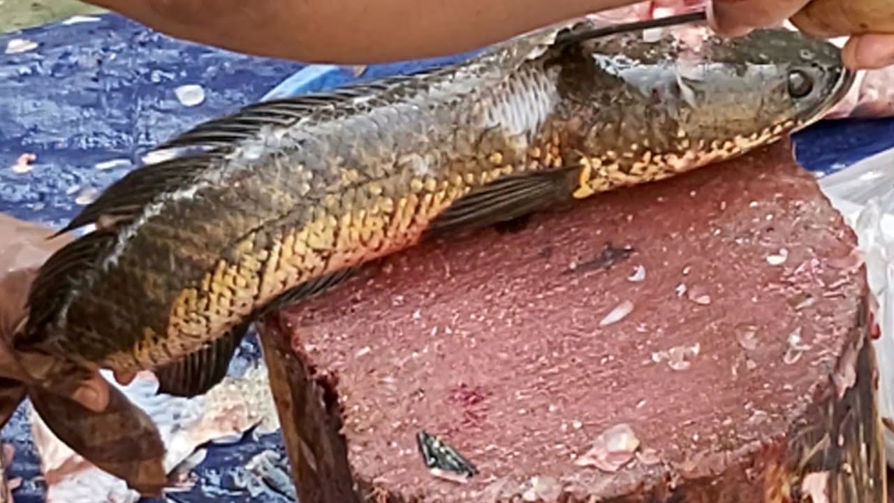 Amazing Sola Fish Cutting Skills Live in Fish Market NEW TECHNIQUE 2023 ...