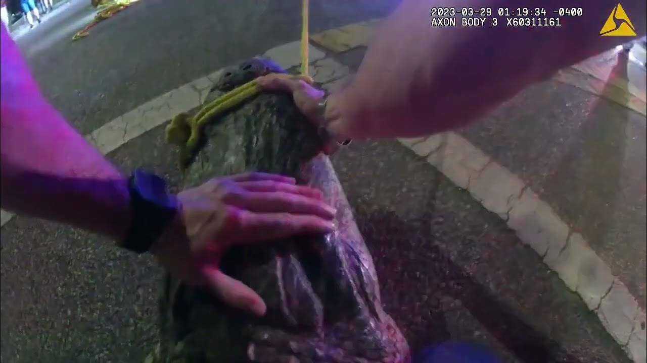Jaw-dropping Video: 9-foot alligator wrangled by officers in Florida ...