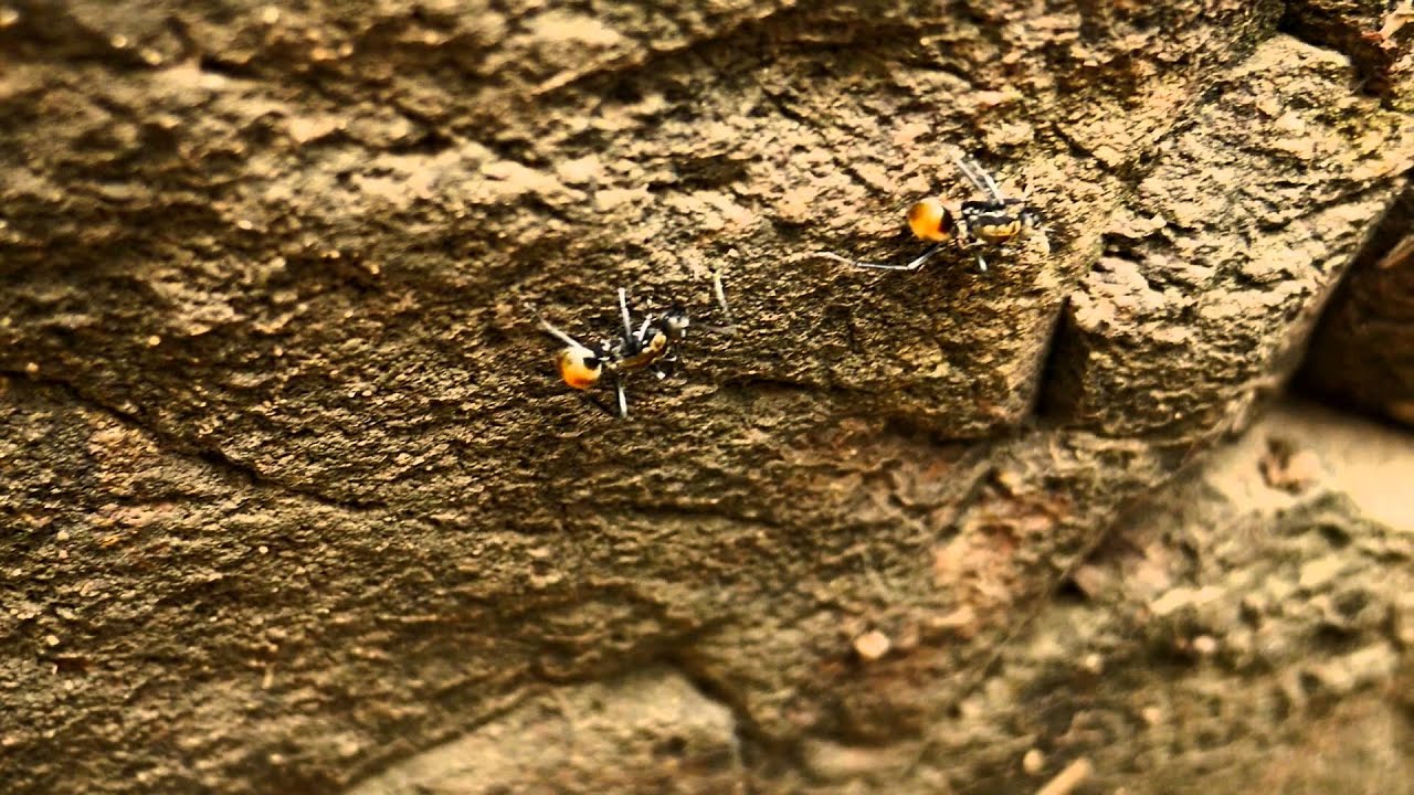 Golden-tailed Spiny Ants or Elegant Spiny Ants (Polyrhachis ammon ...