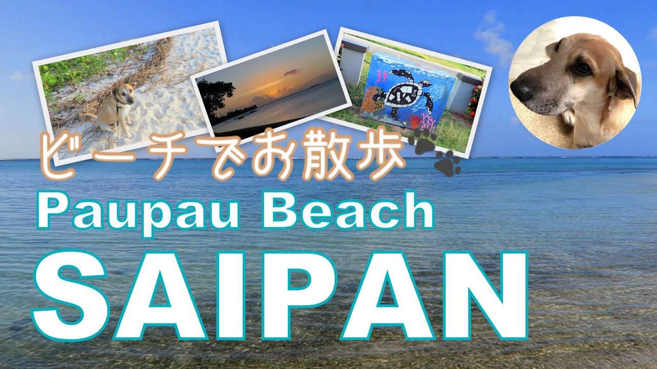 【Saipan】Dog Walk at Pau Pau Beach / サイパン・パウパウビーチでワンコとお散歩🐾（おワン歩🐕） - YouTube