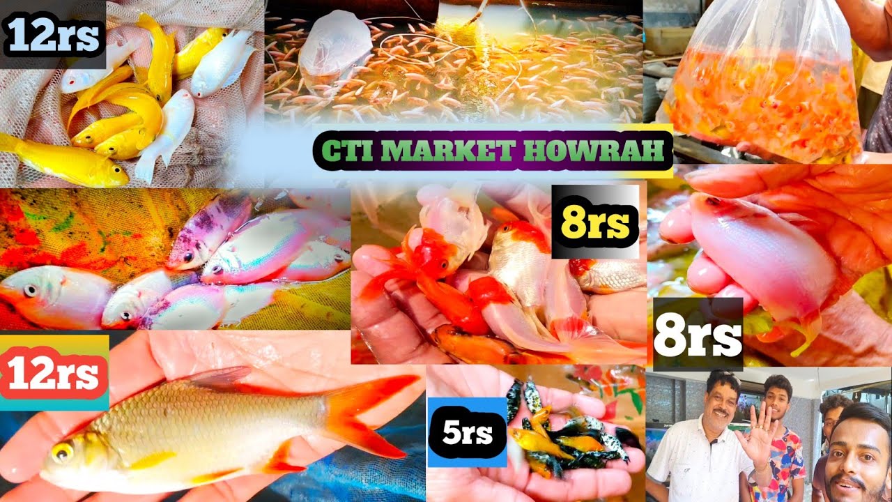 BIGGEST AQUARIUM FISH MARKET IN HOWRAH CTI | VERY LOW PRICES OF ...