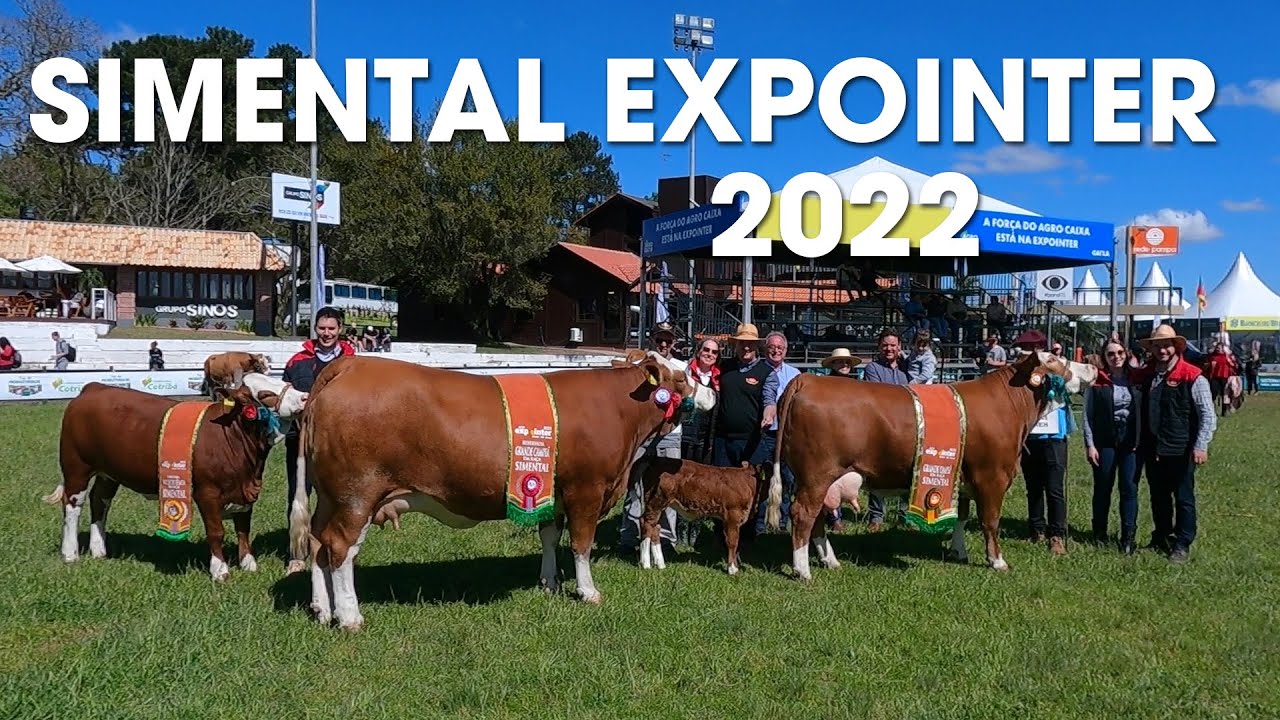 GADO SIMENTAL NA EXPOINTER 2022 - ESTEIO RS - YouTube