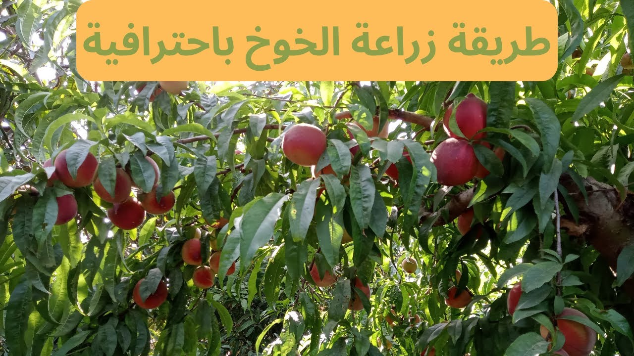 الطريقة الصحيحة لزراعة شجرة الخوخ بكل سهولة موعد زراعة شجرة الخوخ Peach Cultivation Youtube