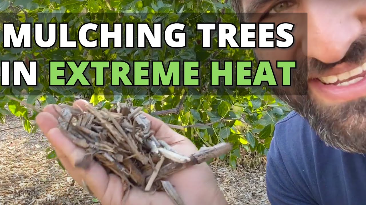 What Happens When You DO Mulch Your Fruit Trees - EXTREME HEAT EXAMPLE ...