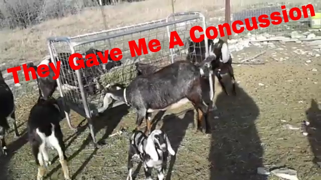 Staying Safe Around Animals - YouTube