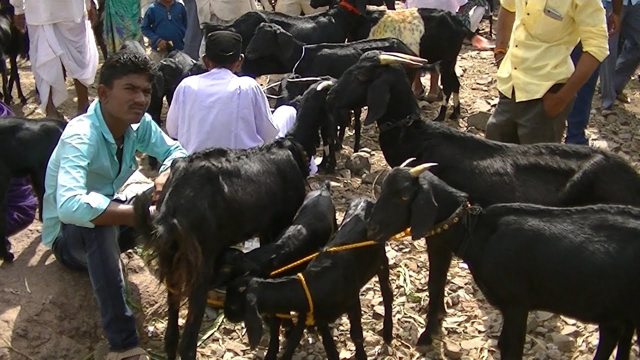 Osmanabadi goats on sale in Bijapur bazaar - YouTube