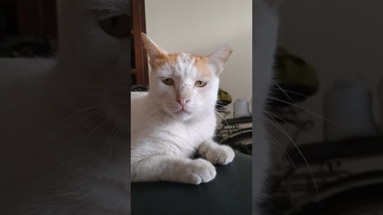 Kucing bengong - YouTube