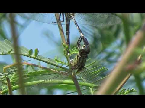 Dragonflies mating in the bush.