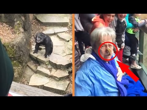 Dieser Affe bewirft die Zuschauer mit Kot! 💩💩💩💩 - YouTube