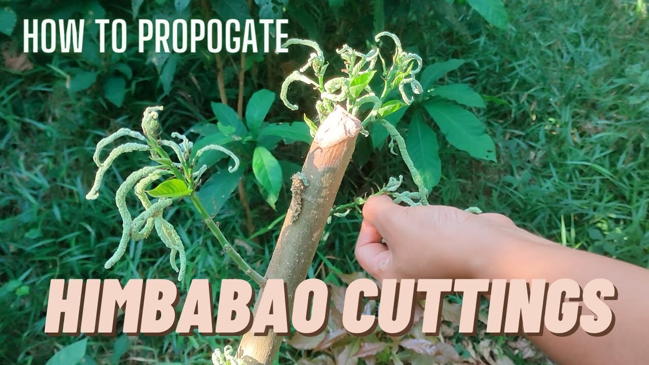 HIMBABAO PROPAGATION - YouTube