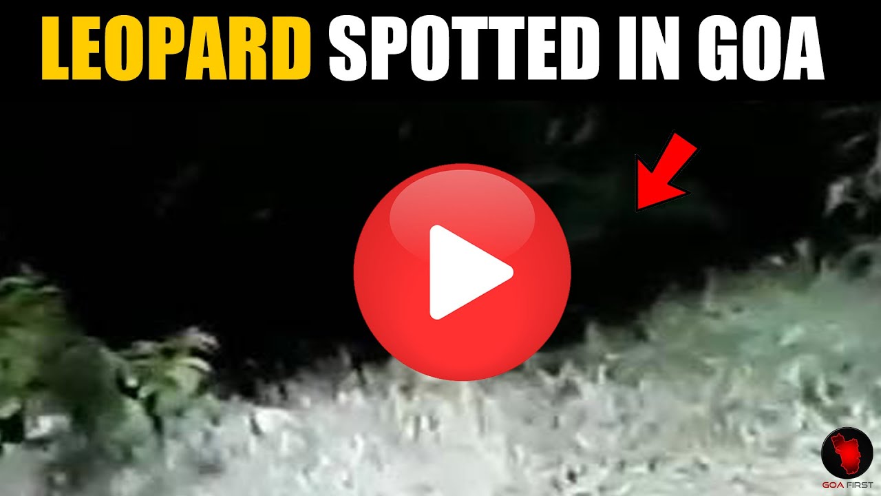 GOA NEWS : Leopard Spotted In Goa | Watch Video - YouTube