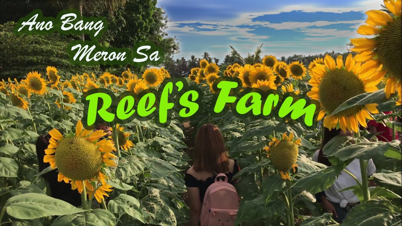 REEF'S FARM/SUNFLOWER FARM in Tanjay Negros Oriental - YouTube