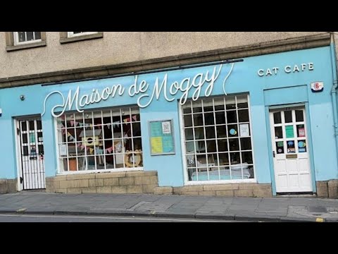 Review Edinburgh’s cat cafe: Maison de Moggy with me! #cats #catcafe # ...
