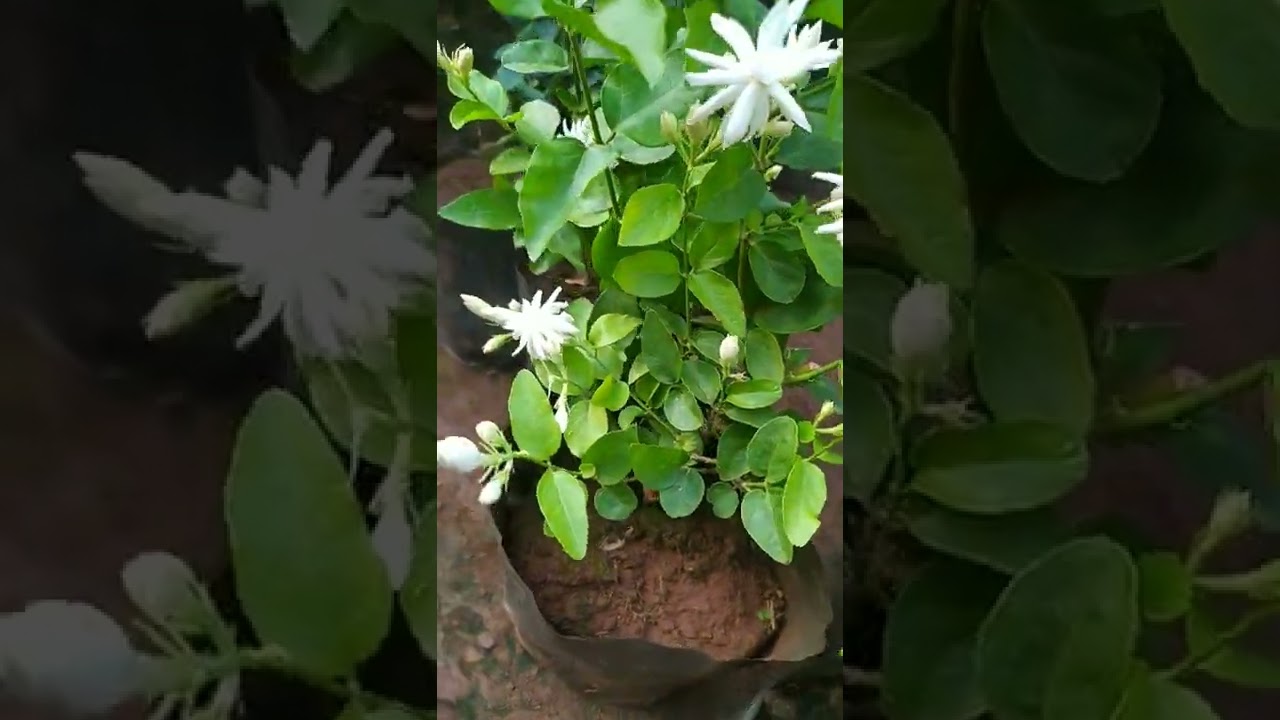 Satish Nursery | Mogra plant | Mogra plant care | Mogra plant at home ...
