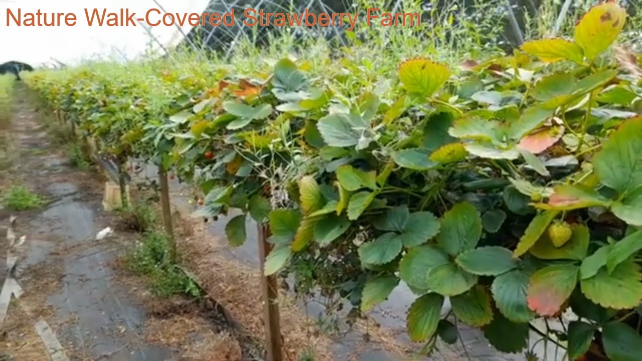 Strawberry farm in shade a Nature Walk - YouTube