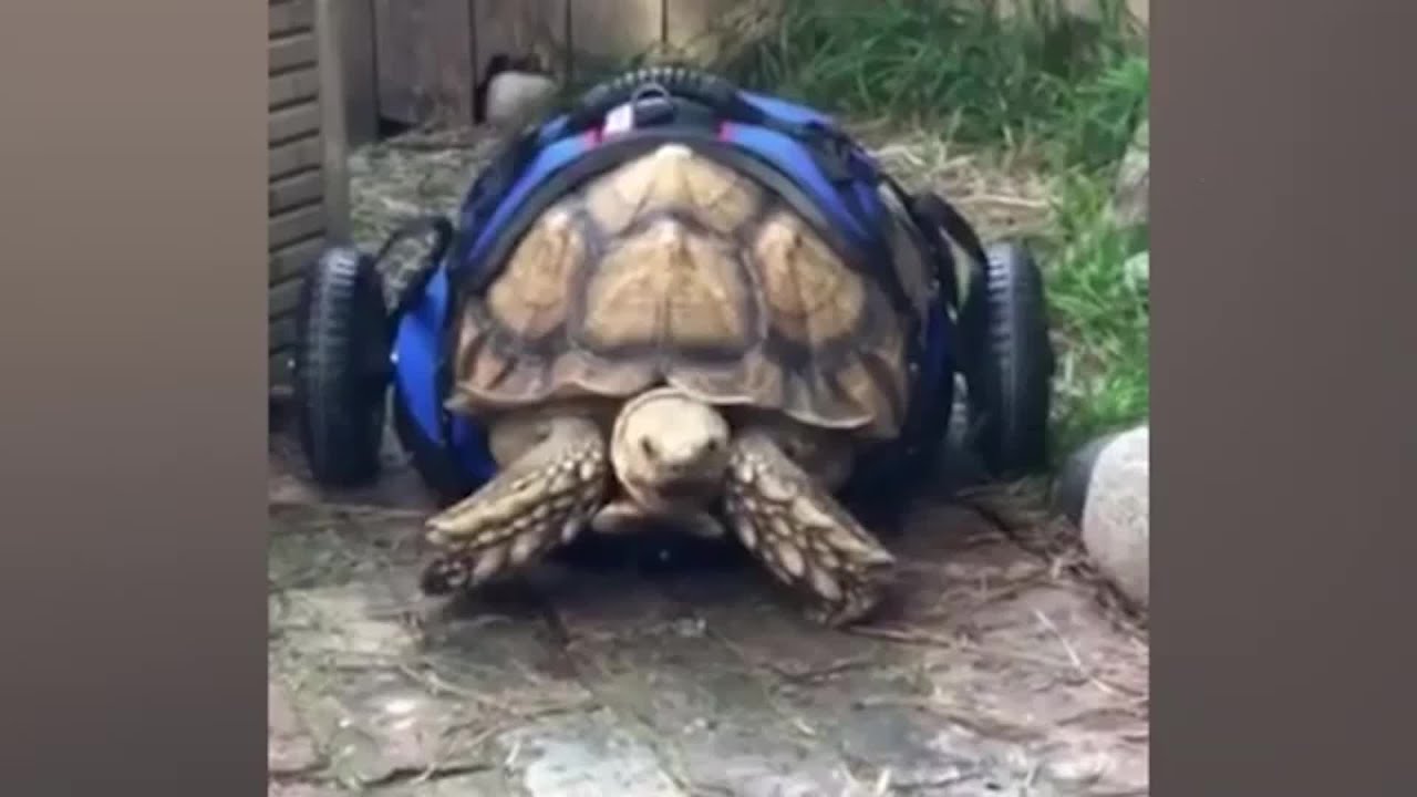 Tortoise takes first steps with custom wheelchair built by NH company ...