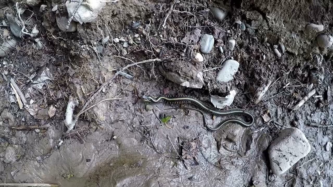 Frog vs. Snake, who may win? - YouTube