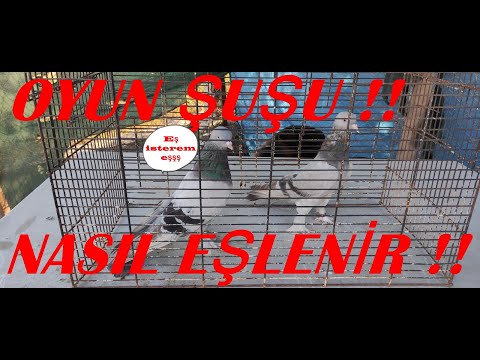 GÜVERCİN NASIL EŞLENİR VE İYİ KUŞU NASIL BULURSUN !!#pigeon #güvercin #tauben #eş #çift