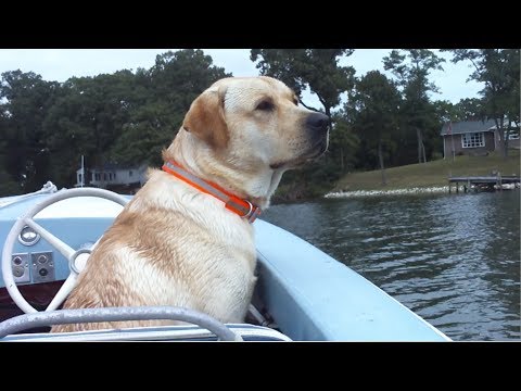 Labrador Retriever Driving Speed Boat - YouTube