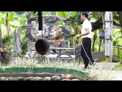 AMAZING MONKEY TRAINING SCHOOL. CHIANG MAI THAILAND - YouTube