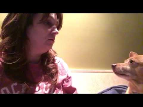 Funny dog stare down - YouTube