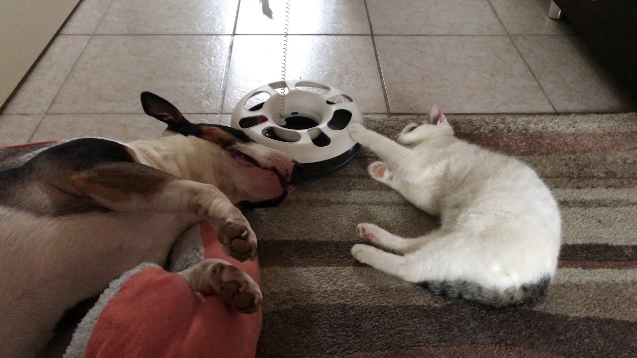 Katze und Bull Terrier chillen zusammen - YouTube