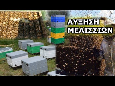 Πως αύξησα γρήγορα τα μελίσσια - YouTube
