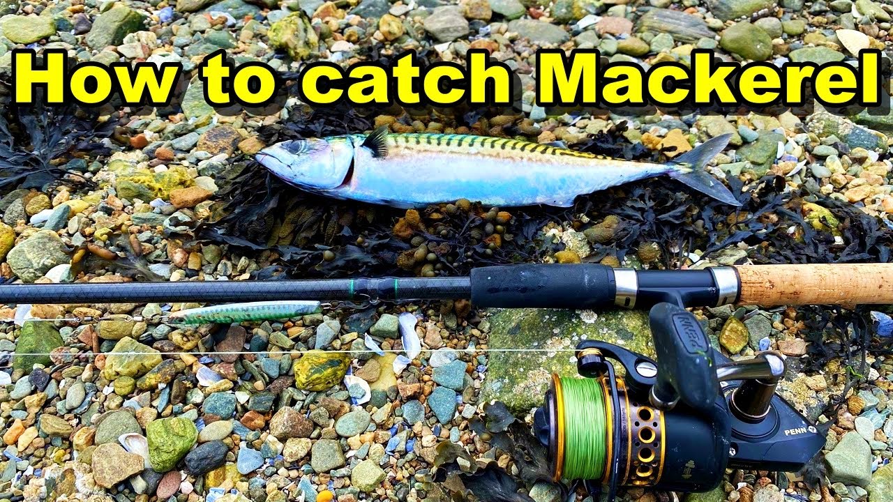 MACKEREL FISHING The Easiest Fish To Catch On The UK Shore + Catch ...