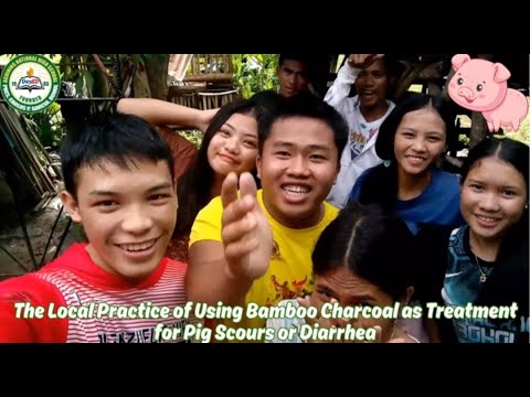 The Local Practice of Using Bamboo Charcoal as Treatment for Pig Scours ...