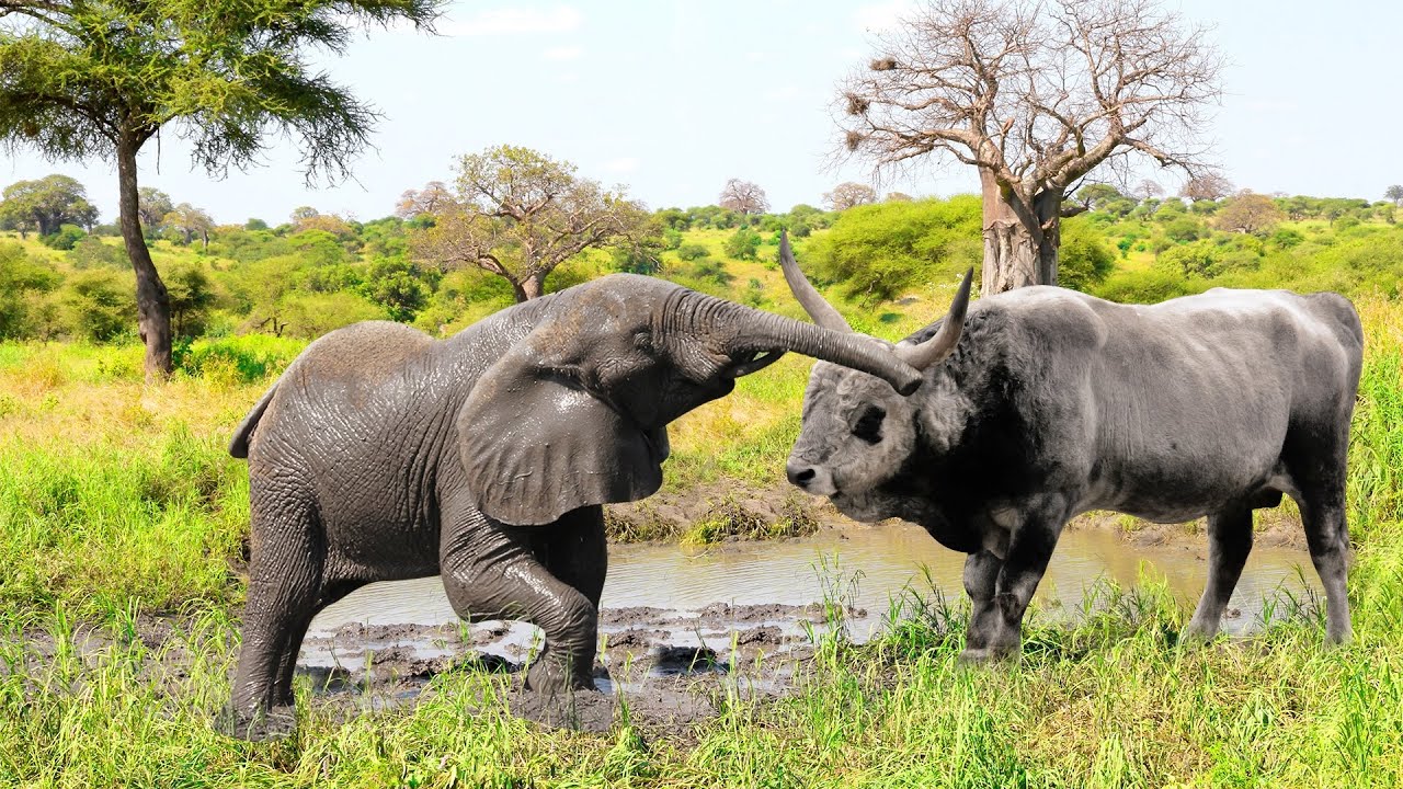 Animals Messed With The Wrong Opponent - YouTube