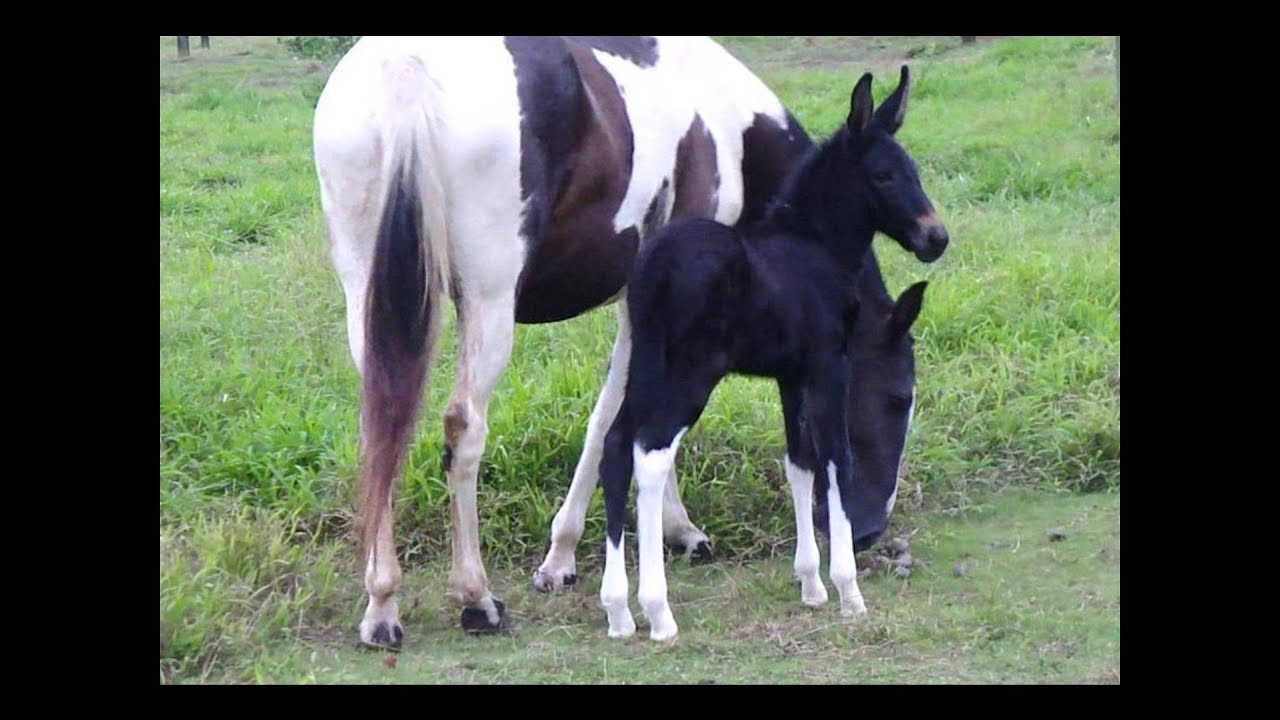Flabelo jumento marchador - YouTube