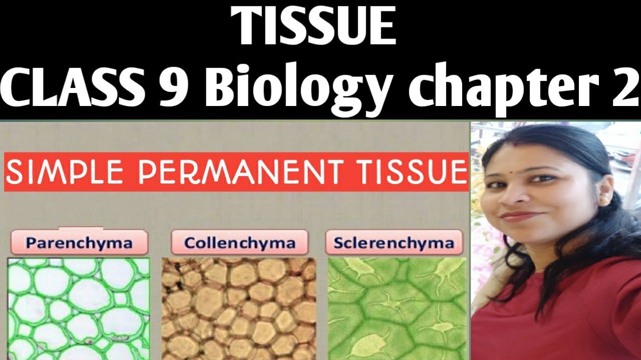 SIMPLE PERMANENT TISSUE CLASS 9 simplepermanenttissue parenchyma simple-permanent-tissue-class-9-simplepermanenttissue-parenchyma