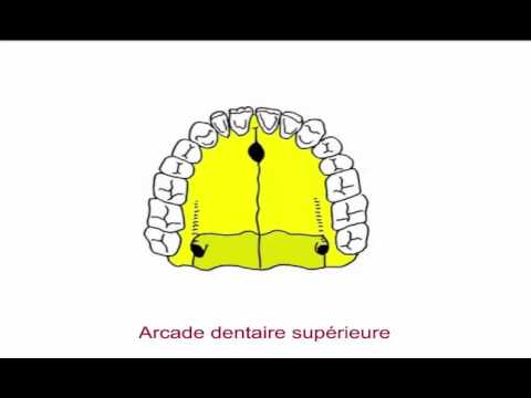 La mandibule et les dents - YouTube