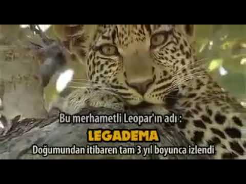 Allahın mucizesi mutlaka izleyin