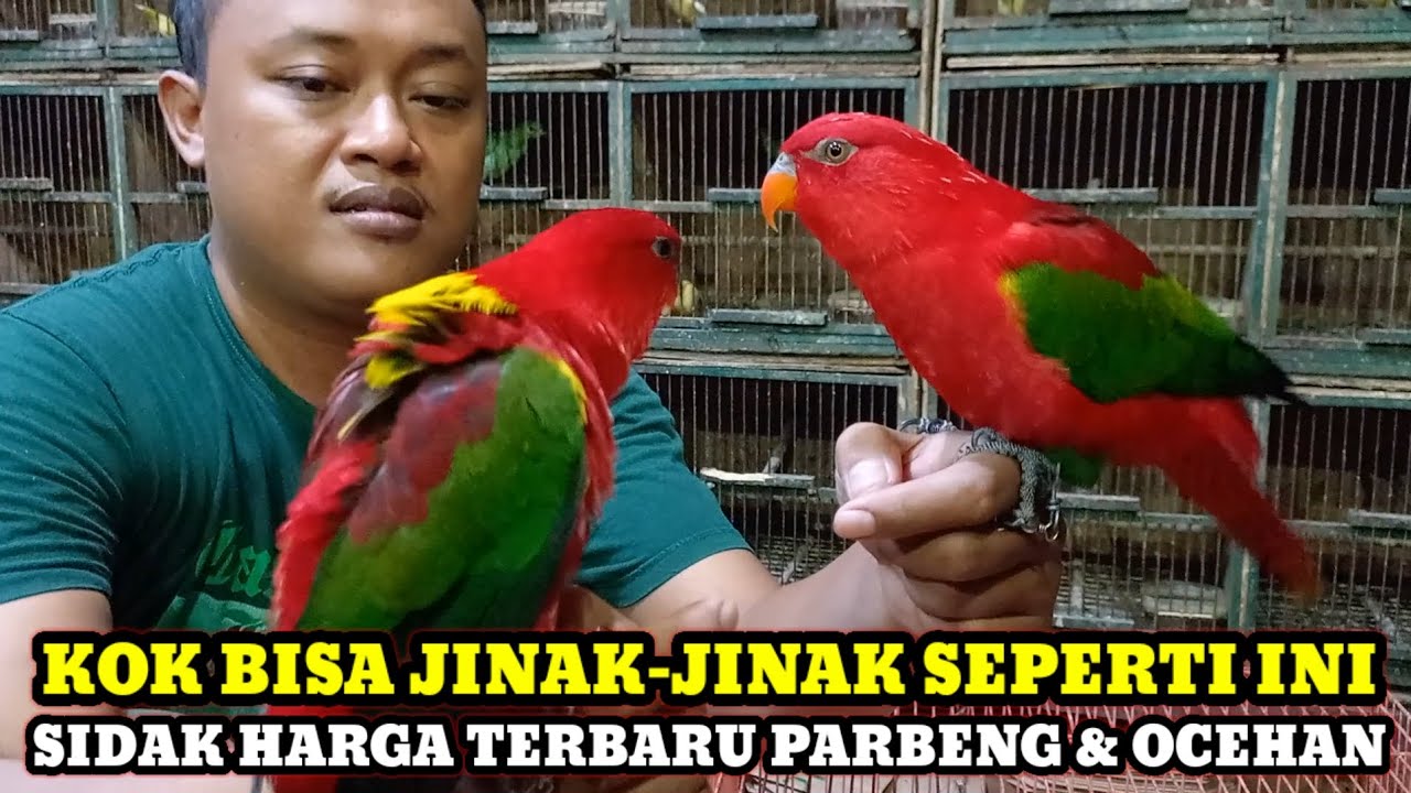 30 OKTOBER 2024 SIDAK HARGA BURUNG PARUH BENGKOK DAN BURUNG OCEHAN ...