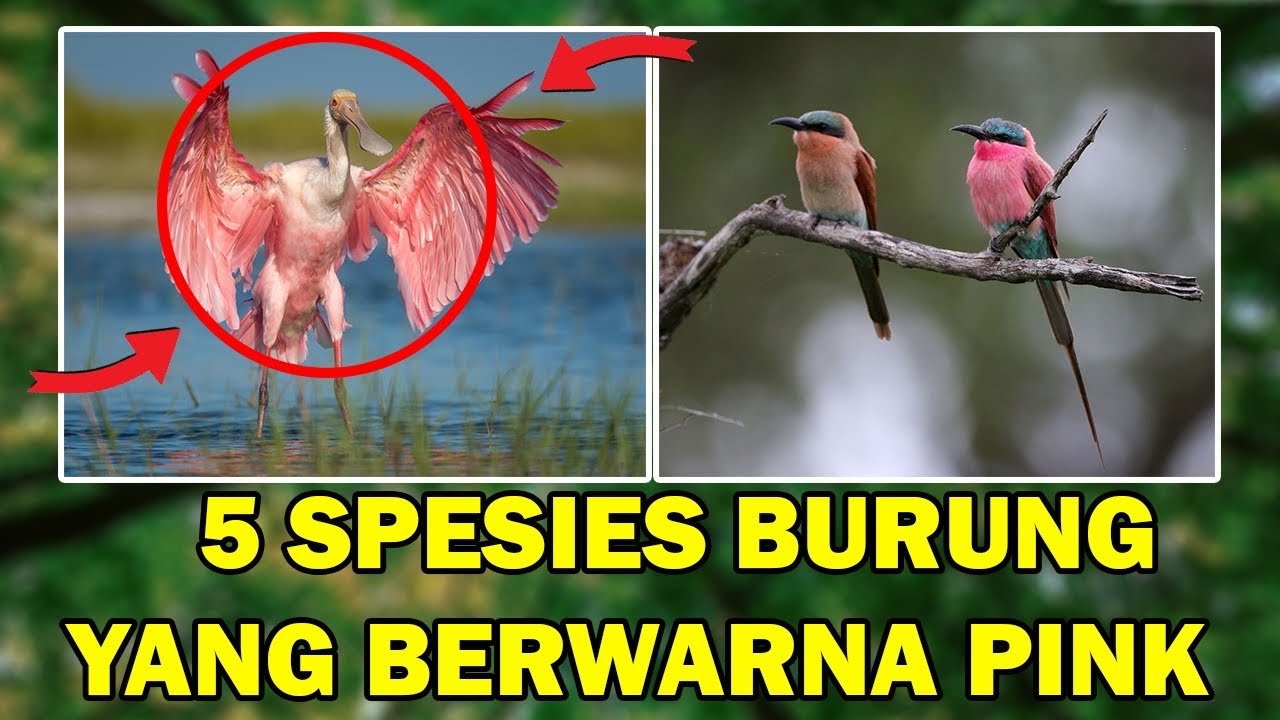 5 SPESIES BURUNG YANG BERWARNA PINK [BUKAN BURUNG FLAMINGO TAU!!] - YouTube