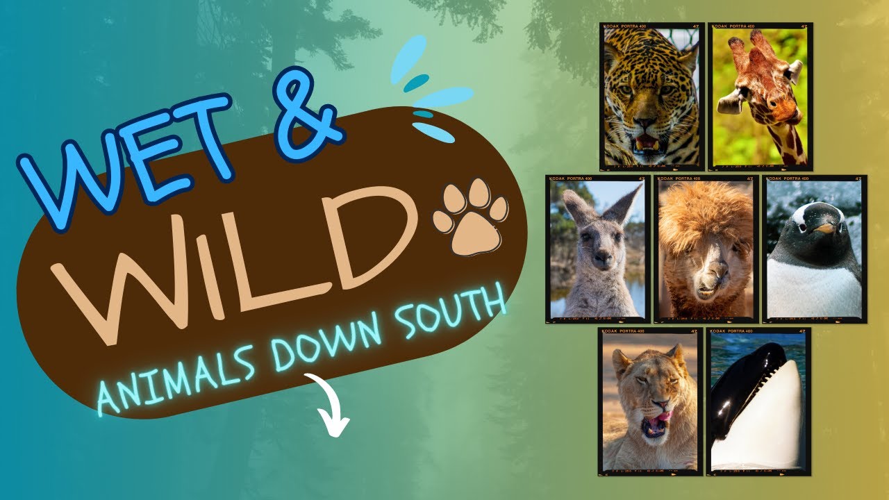 Animals of the Southern Hemisphere 🦙🦁🐅 - YouTube