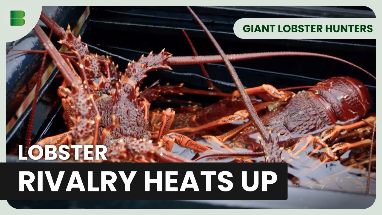 Lobster Rivalry at Port Davy Heats Up - Giant Lobster Hunters ...