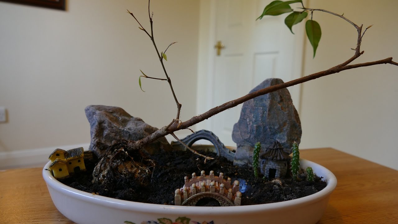 Ficus benjamina Penjing Has Survived - YouTube