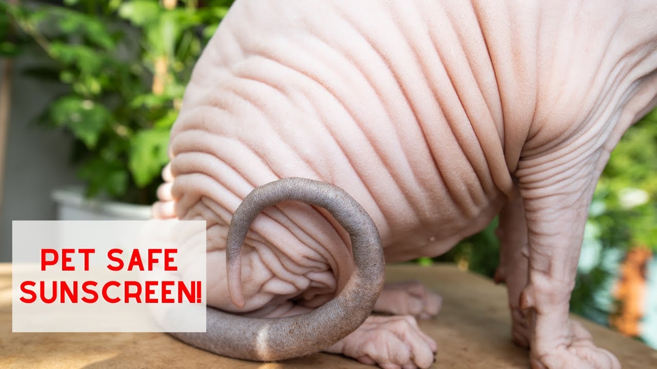 FINALLY a Pet Safe Sunscreen!! - YouTube