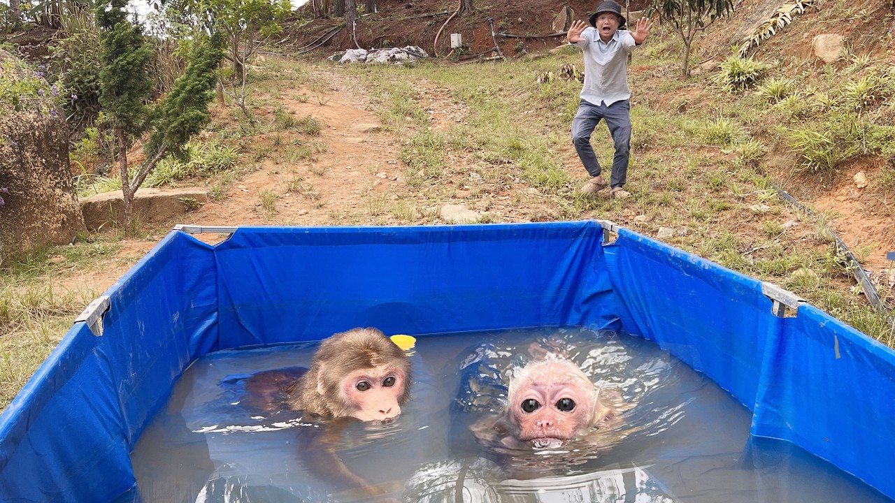 Athlete Swimmer Baby Hope swimming in garden pool so funny😲Max teaches ...