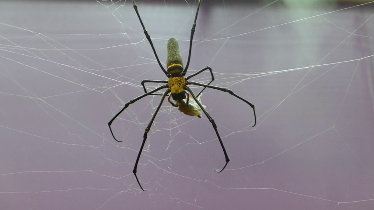 Spider eating a cricket - YouTube