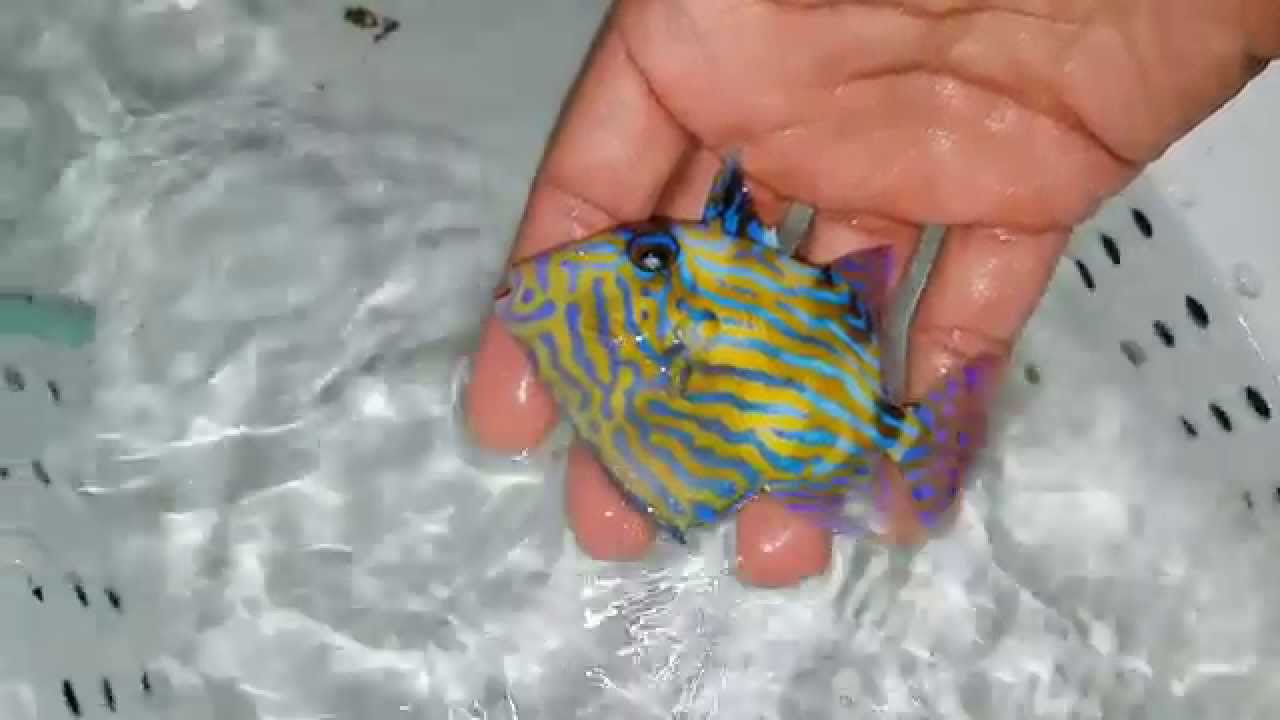 Fuscus Trigger $149 - Kenya - YouTube