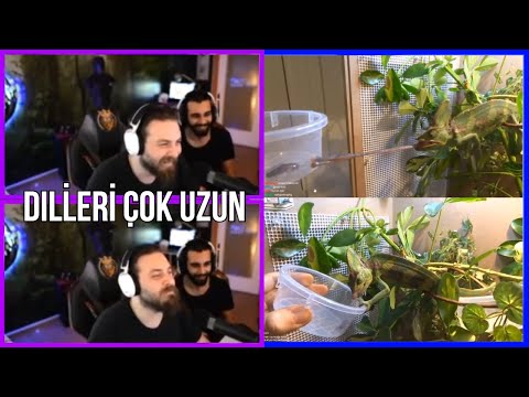 Elraenn Eskiden Salonda Bulduğu Bukalemun u GÖSTERİYOR - Dillerini Uzatıyorlar