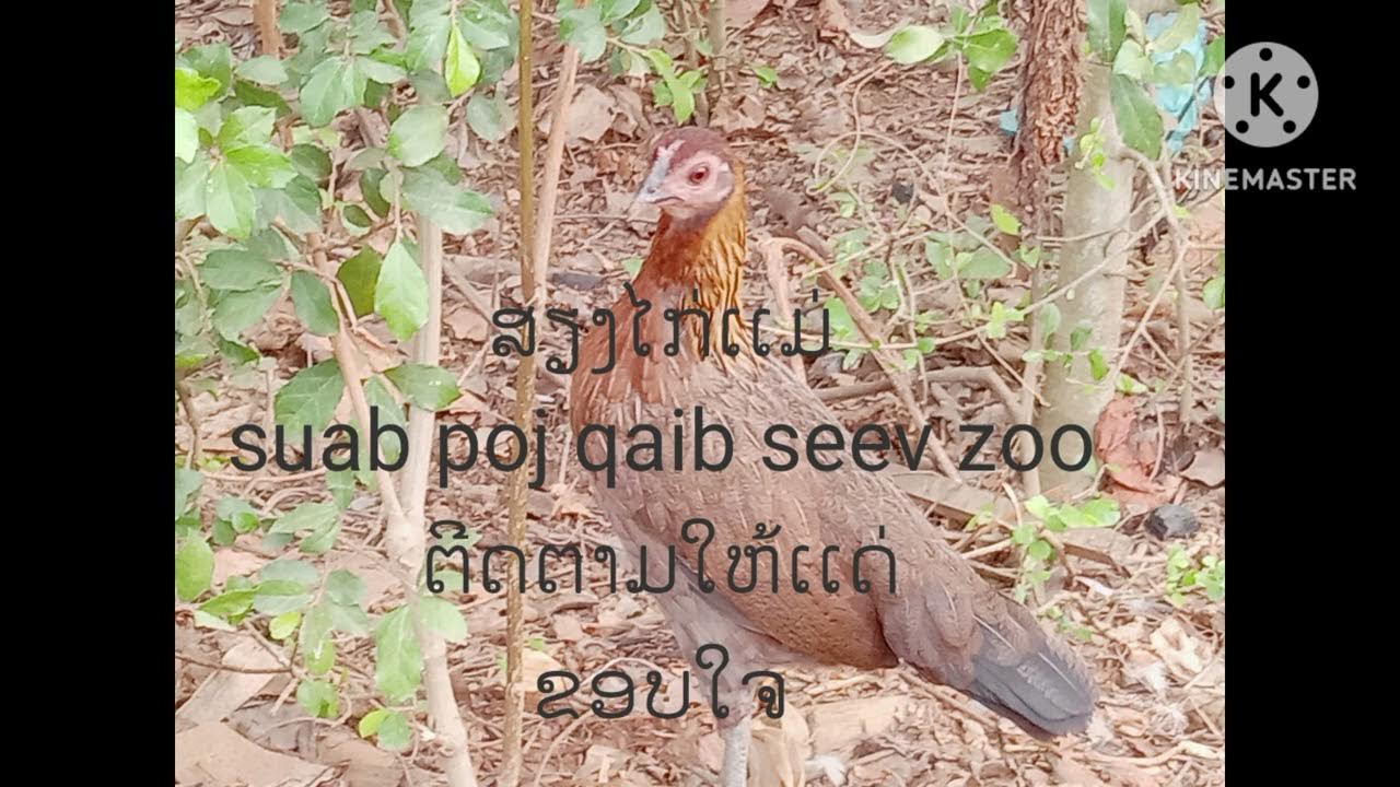 เสือวไก่ปา sua poj qaib seev zoo heev - YouTube