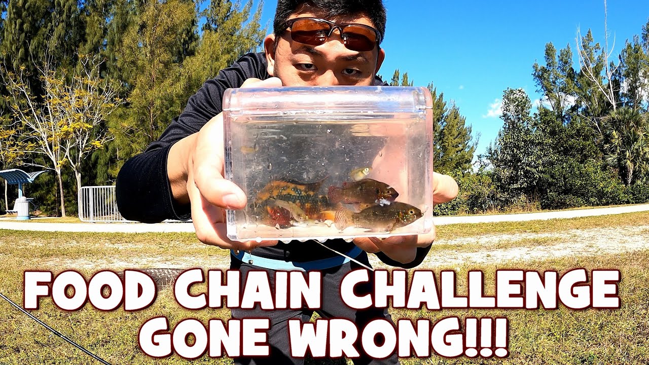Food Chain Challenge With Exotic Cichlids Gone Wrong... - YouTube