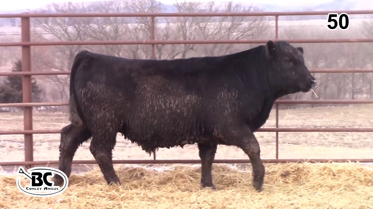 Bill Conley Angus Lot 50 - YouTube