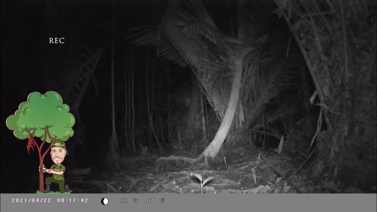 Friends of Rio - Amazon Rainforest Camera Traps - Ocelot / Gato ...